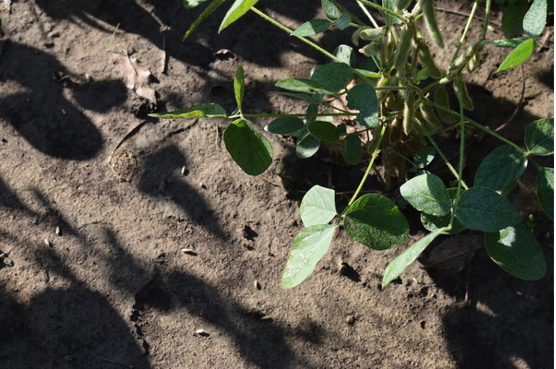 Farmer uses aerial approach to planting cover crops - Oklahoma ...