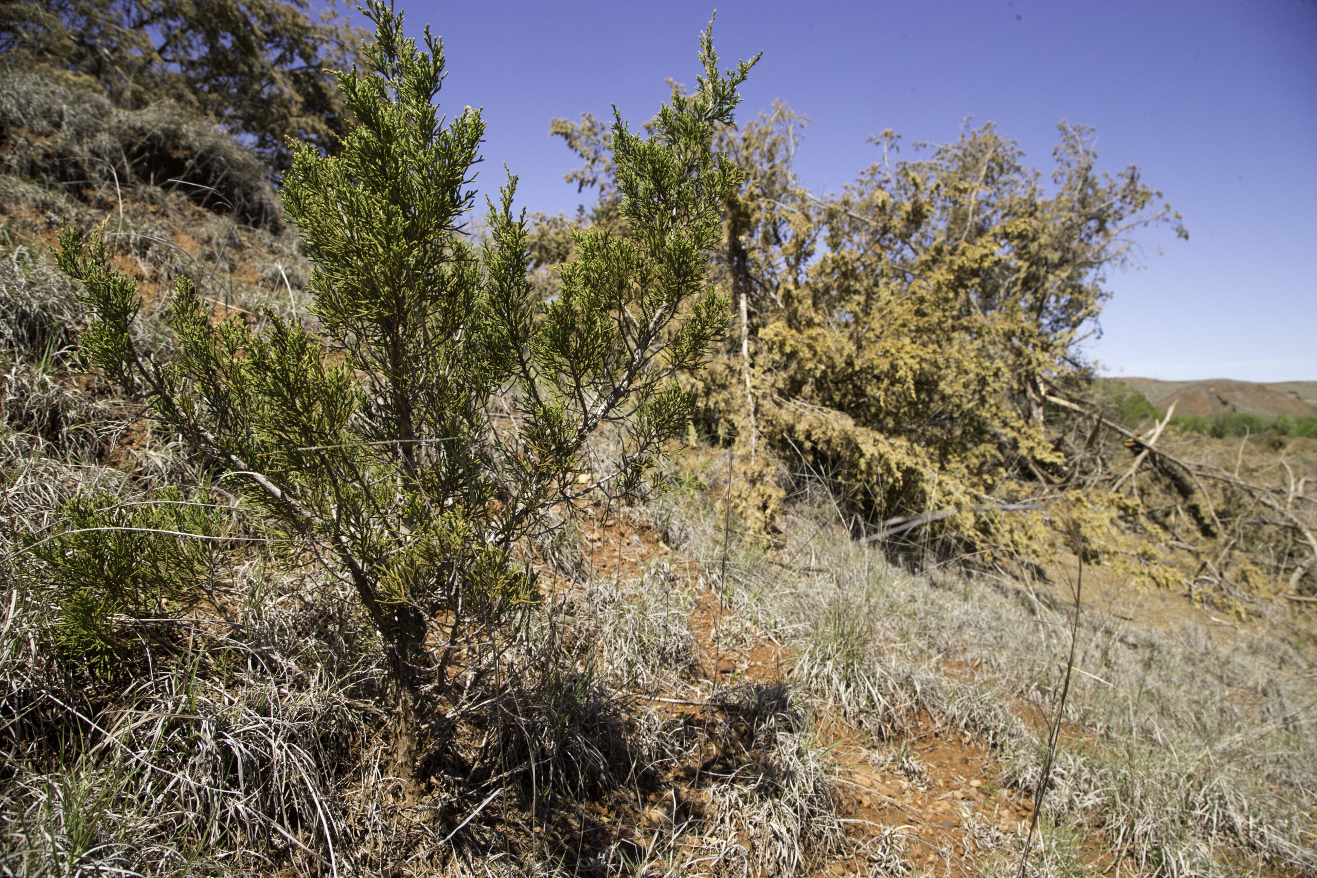 Red Cedar Water Conservation Bill Signed into Law - Oklahoma ...